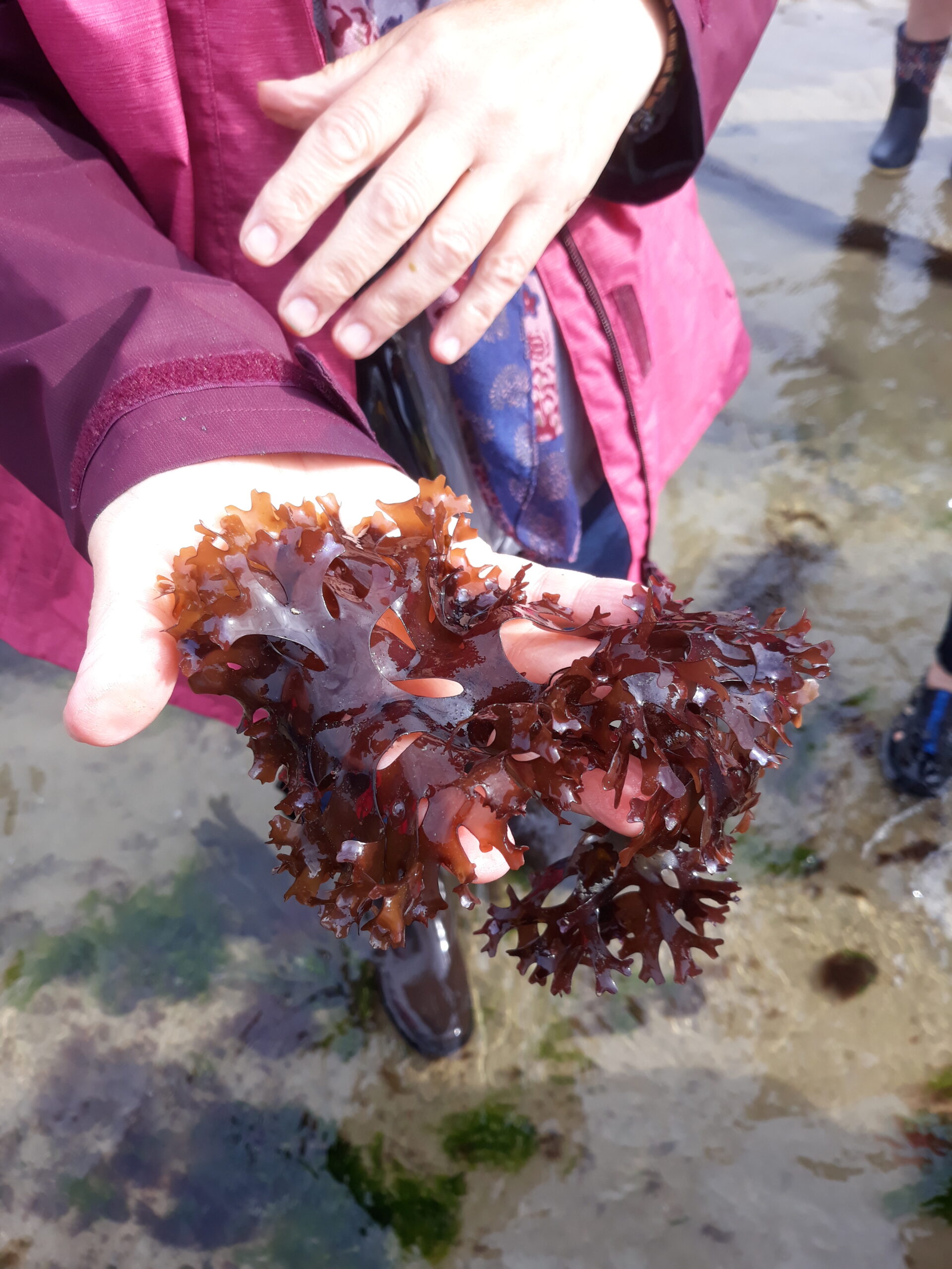 Algues vertes, brunes ou rouges, lesquelles mangerez-vous ? - Lion ...